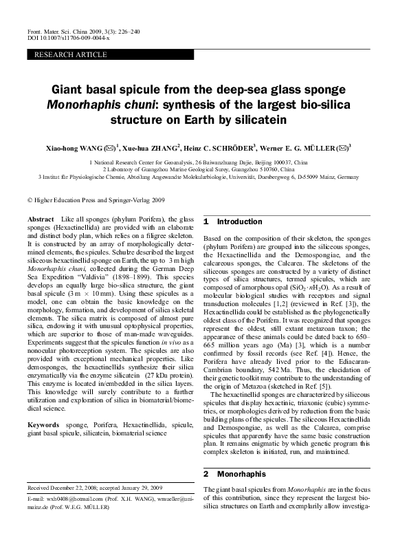 (PDF) Giant basal spicule from the deep-sea glass sponge Monorhaphis ...