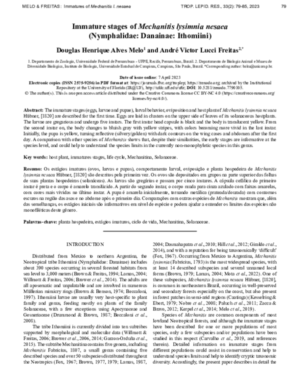 (PDF) Immature stages of Mechanitis lysimnia nesaea (Nymphalidae ...