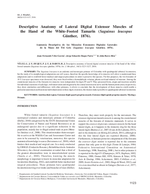(PDF) Descriptive Anatomy of Lateral Digital Extensor Muscles of the ...