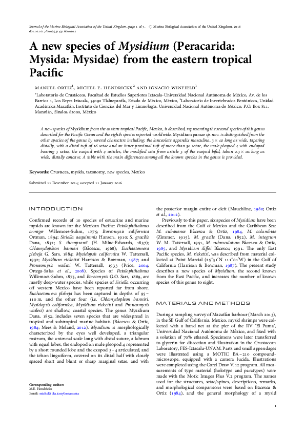(PDF) A new species of Mysidium (Peracarida: Mysida: Mysidae) from the ...