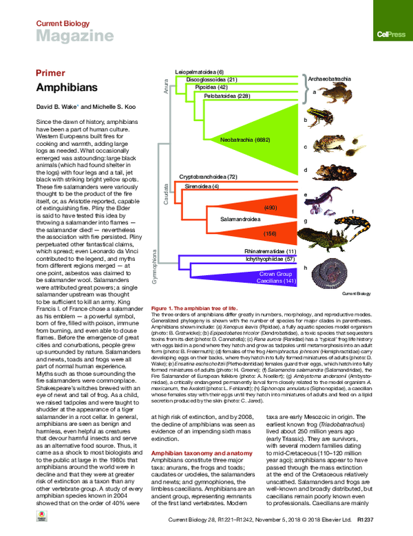 (PDF) Amphibians