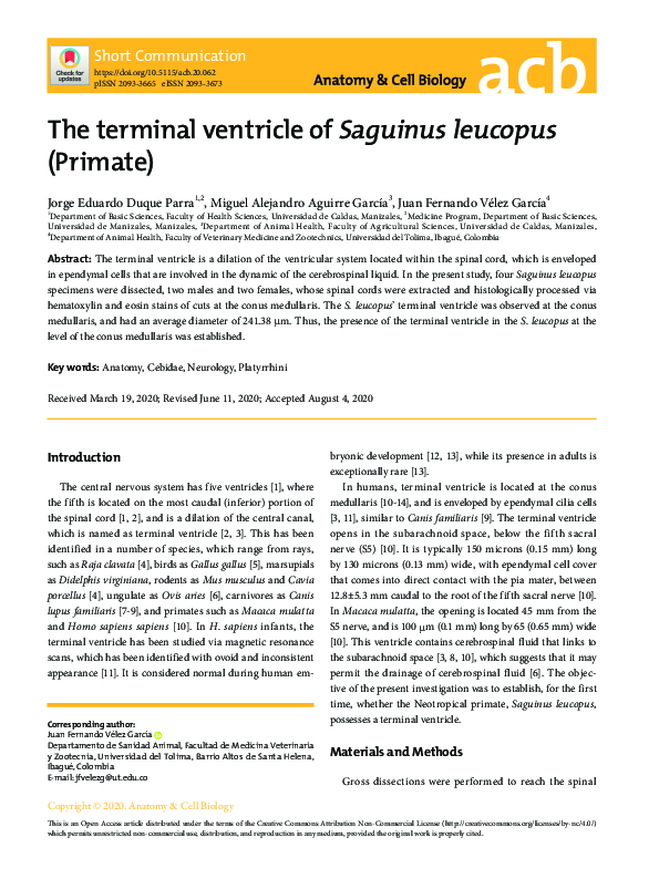 (PDF) The terminal ventricle of Saguinus leucopus (Primate)