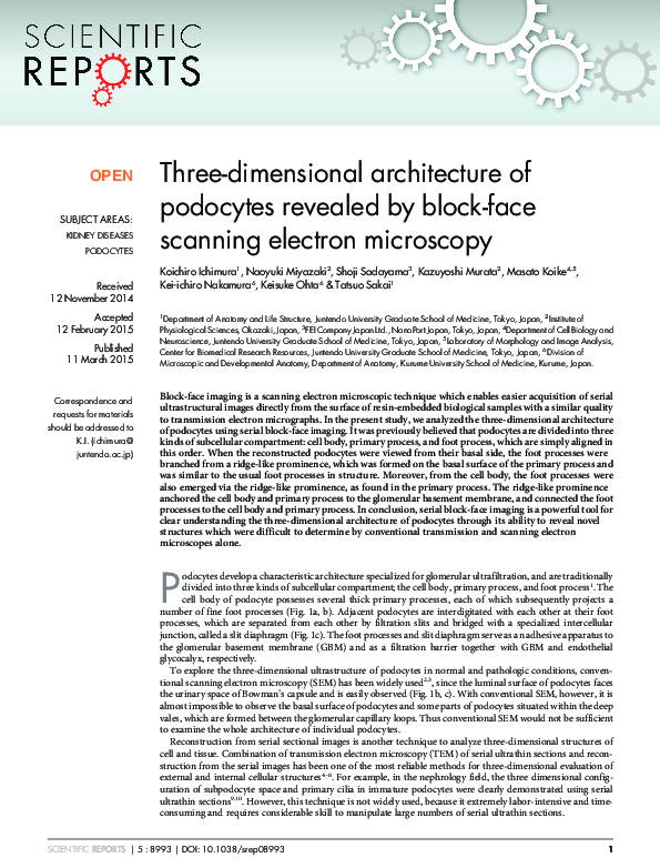 (PDF) Three-dimensional architecture of podocytes revealed by block ...