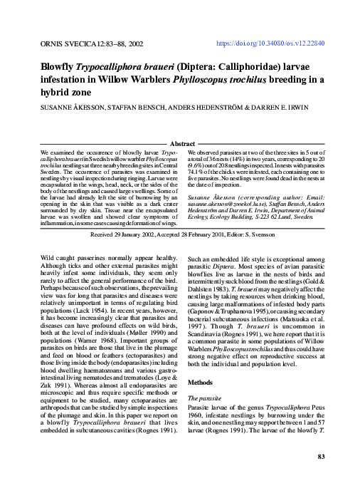 (PDF) Blowfly Trypocalliphora braueri (Diptera: Calliphoridae) larvae ...