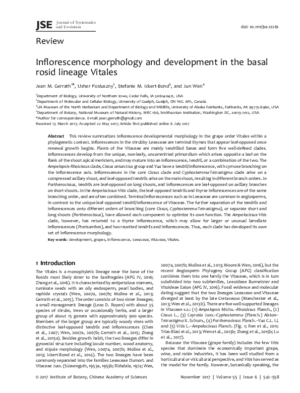 (PDF) Inflorescence morphology and development in the basal rosid lineage Vitales
