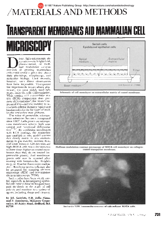 (PDF) Transparent Membranes Aid Mammalian Cell Microscopy