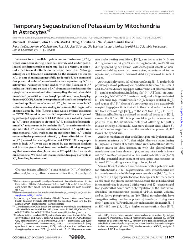(PDF) Temporary Sequestration of Potassium by Mitochondria in Astrocytes
