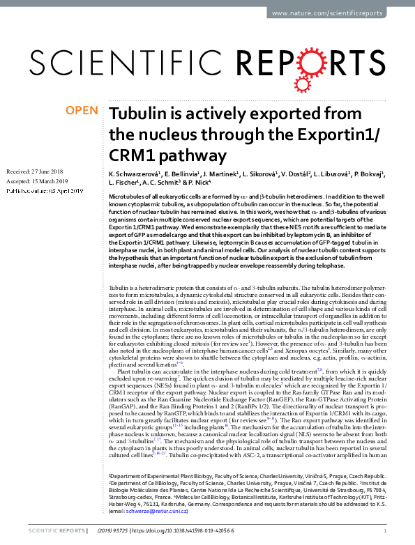 (PDF) Tubulin is actively exported from the nucleus through the ...