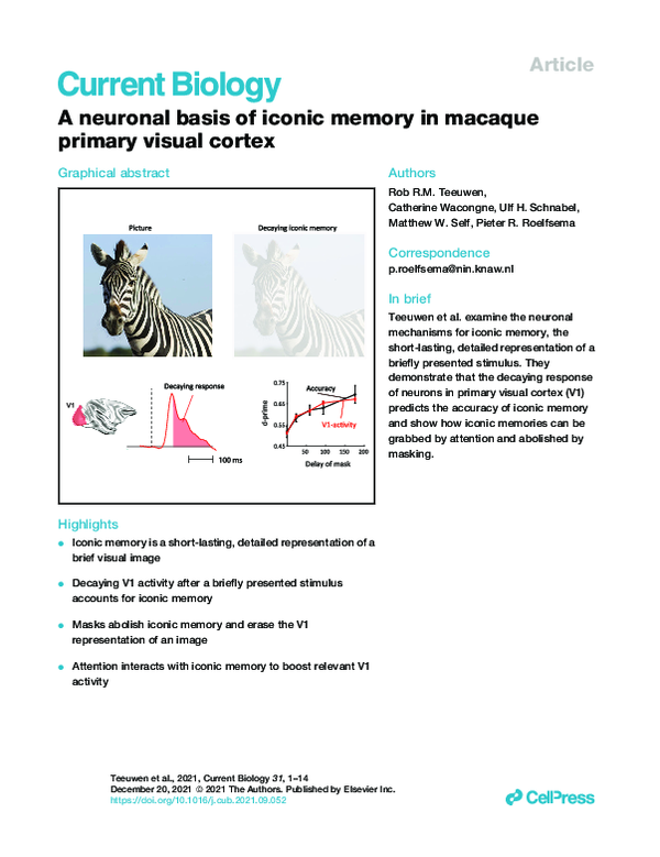 (PDF) A neuronal basis of iconic memory in macaque primary visual cortex
