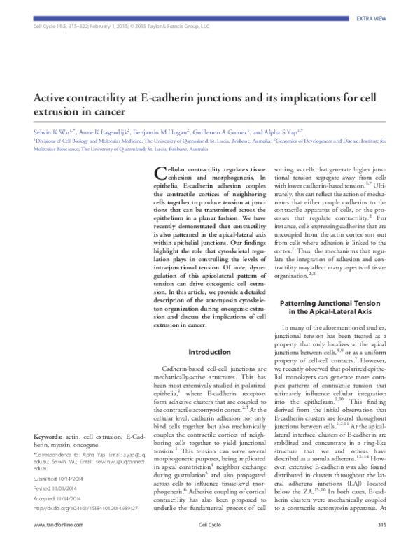 (PDF) Active contractility at E-cadherin junctions and its implications ...