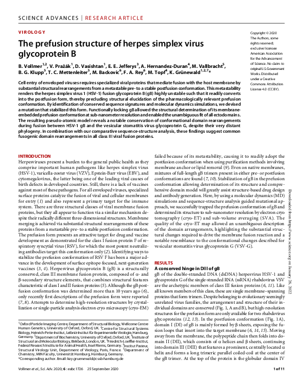 (PDF) The prefusion structure of herpes simplex virus glycoprotein B