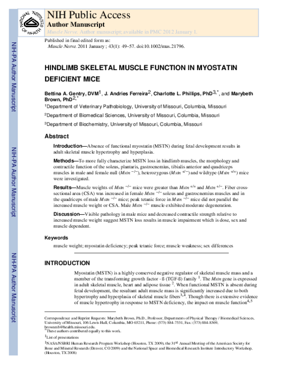 (PDF) Hindlimb skeletal muscle function in myostatin‐deficient mice