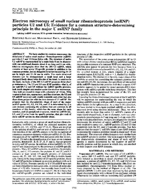(PDF) Electron microscopy of small nuclear ribonucleoprotein (snRNP ...