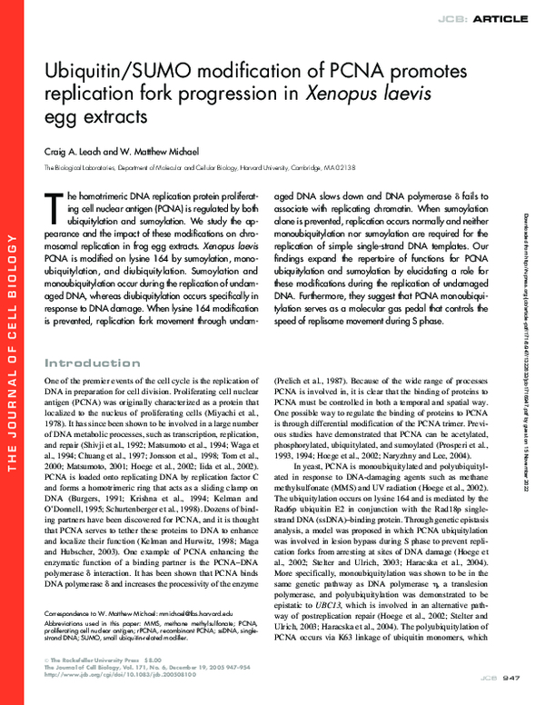(PDF) Ubiquitin/SUMO modification of PCNA promotes replication fork ...