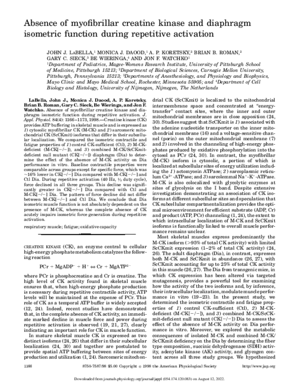 (PDF) Absence of myofibrillar creatine kinase and diaphragm isometric ...