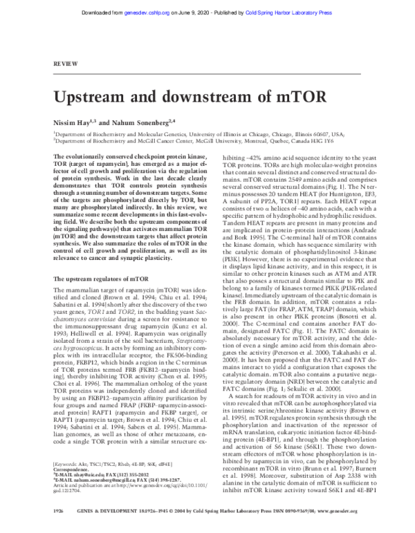 (PDF) Upstream and downstream of mTOR