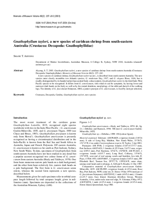 (PDF) Gnathophyllum taylori, a new species of caridean shrimp from ...