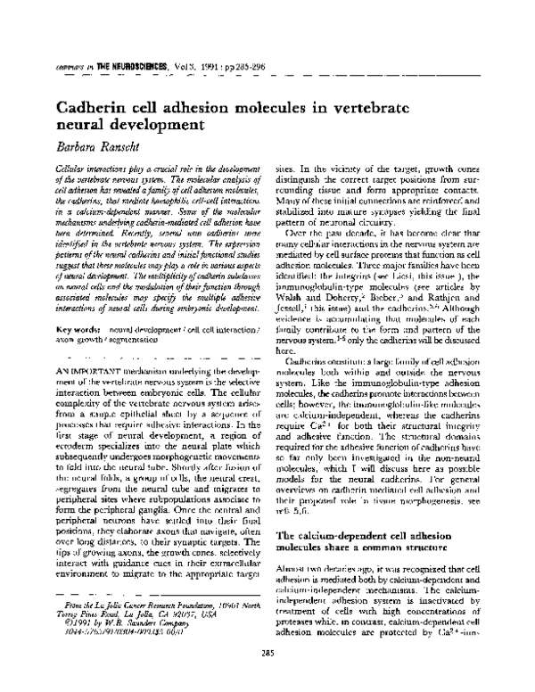 (PDF) Cadherin cell adhesion molecules in vertebrate neural development