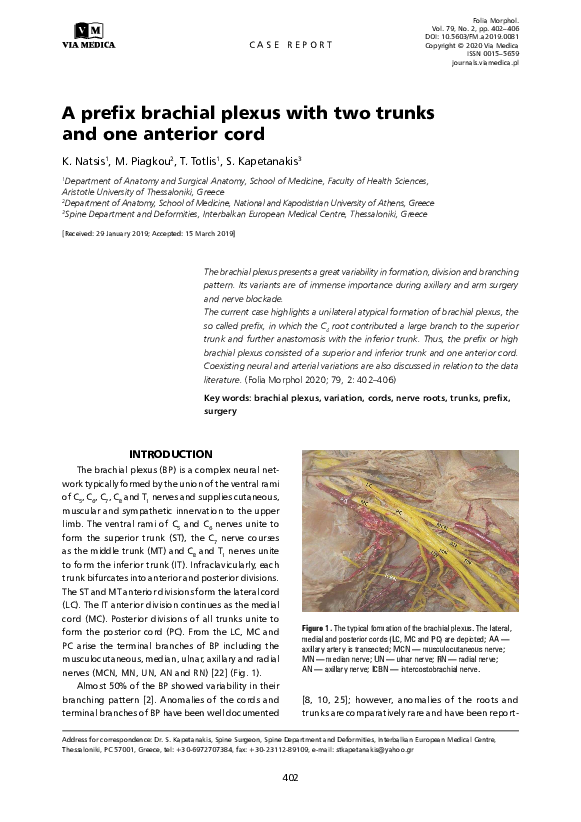 (PDF) A prefix brachial plexus with two trunks and one anterior cord