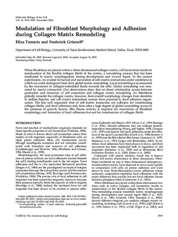 (PDF) Modulation of Fibroblast Morphology and Adhesion during Collagen ...