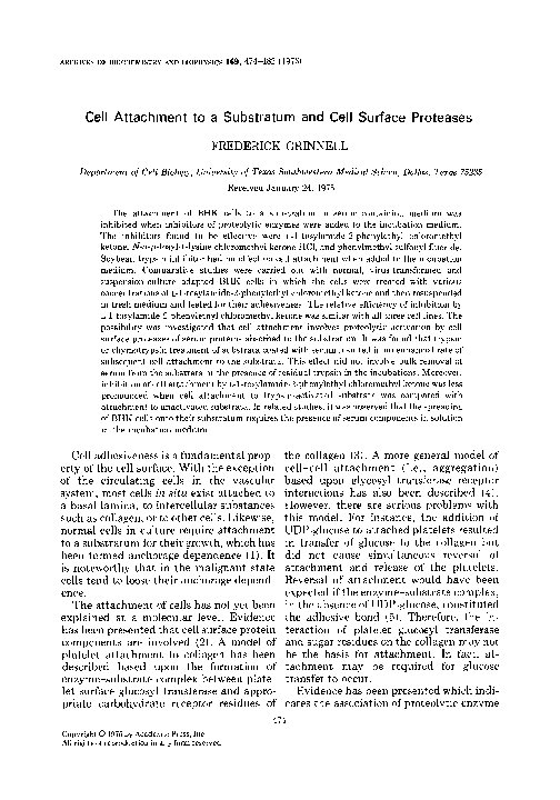 (PDF) Cell attachment to a substratum and cell surface proteases