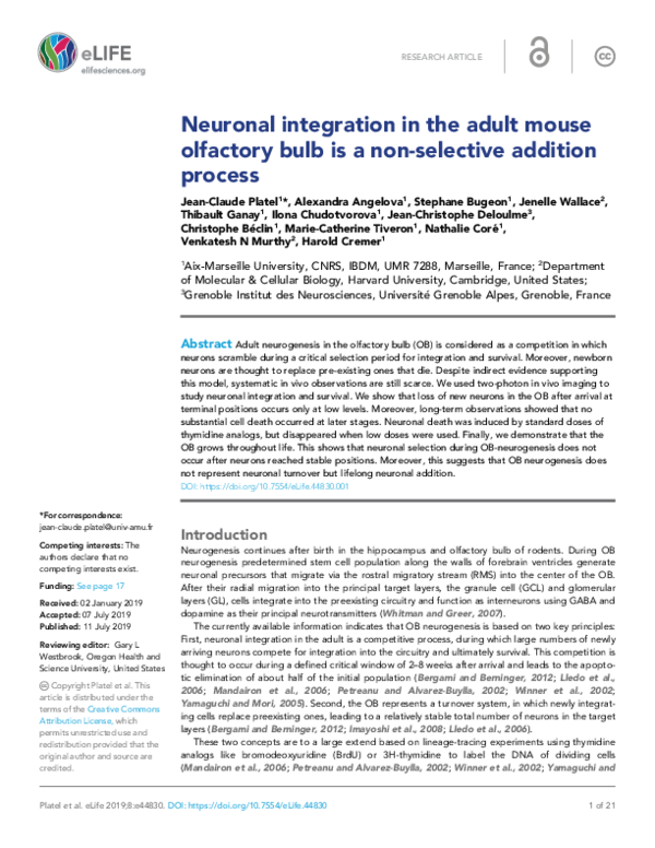 (PDF) Neuronal integration in the adult mouse olfactory bulb is a non ...