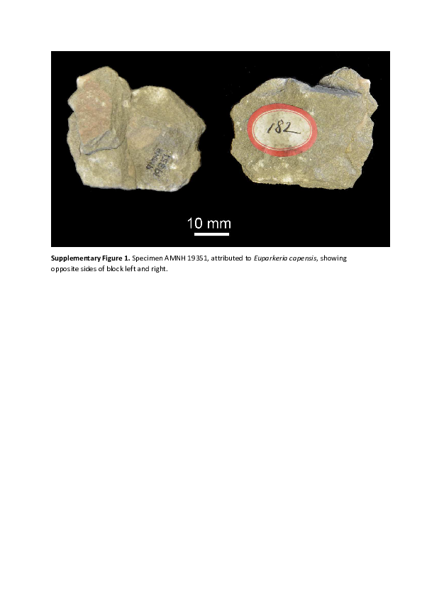 (PDF) Figure S1 - AMNH 19351.pdf from The craniomandibular anatomy of ...