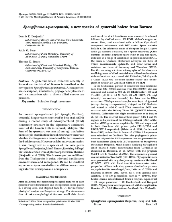 (PDF) Spongiforma squarepantsii, a new species of gasteroid bolete from ...