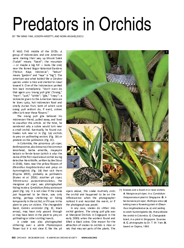 (PDF) Predators in Orchids