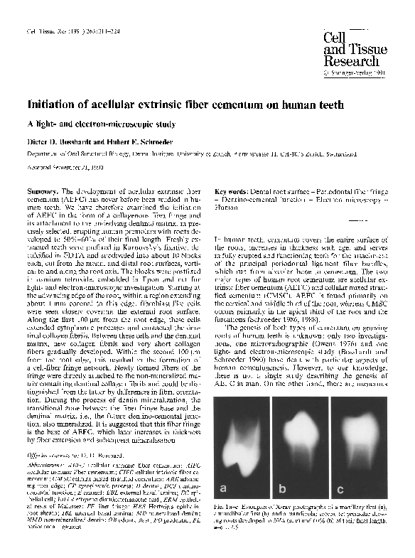 (PDF) Initiation of acellular extrinsic fiber cementum on human teeth