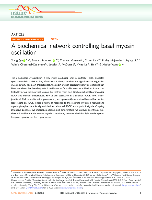 (PDF) A biochemical network controlling basal myosin oscillation