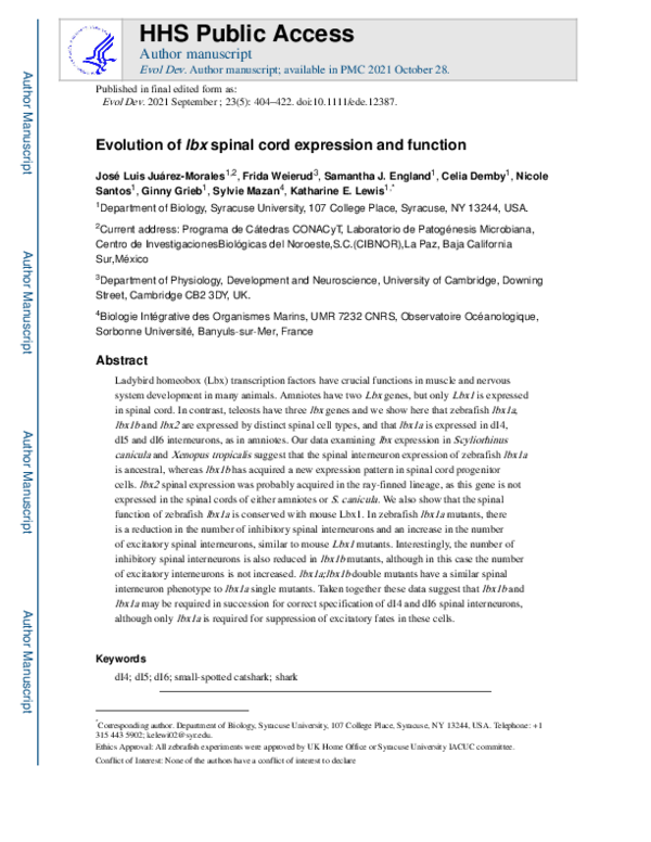 (PDF) Evolution of lbx spinal cord expression and function