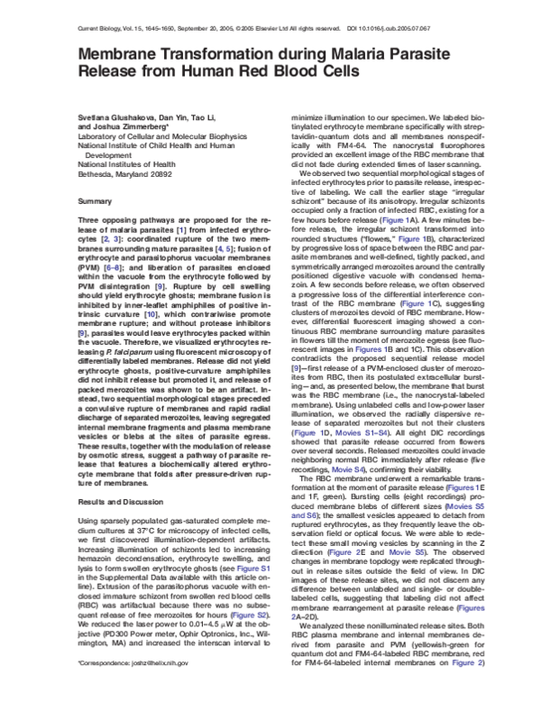 (PDF) Membrane Transformation during Malaria Parasite Release from ...