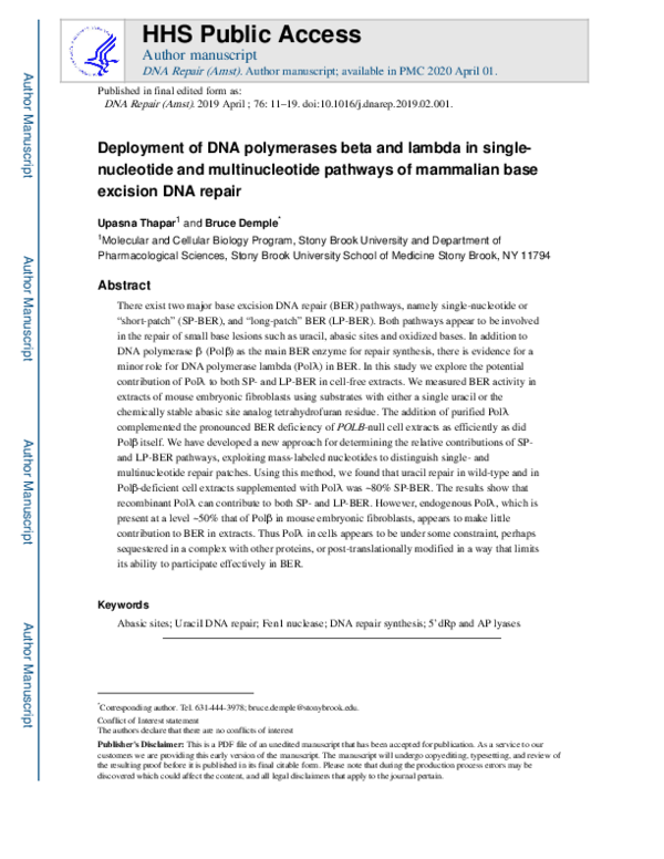 (PDF) Deployment of DNA polymerases beta and lambda in single ...