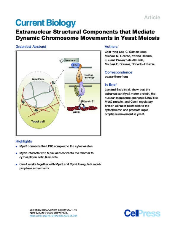 (PDF) Extranuclear Structural Components that Mediate Dynamic ...