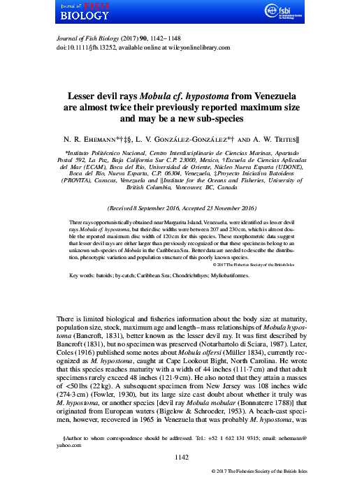 (PDF) Lesser devil rays Mobula cf. hypostoma from Venezuela are almost ...