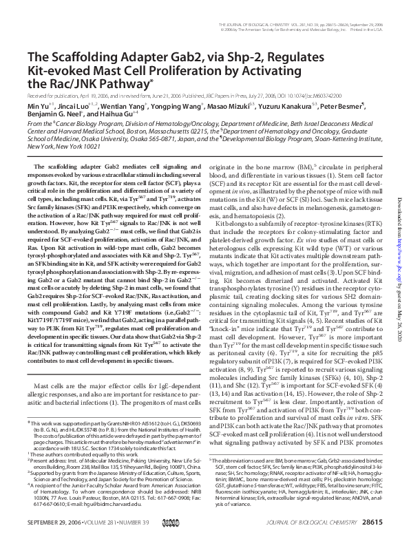 (PDF) The Scaffolding Adapter Gab2, via Shp-2, Regulates Kit-evoked ...