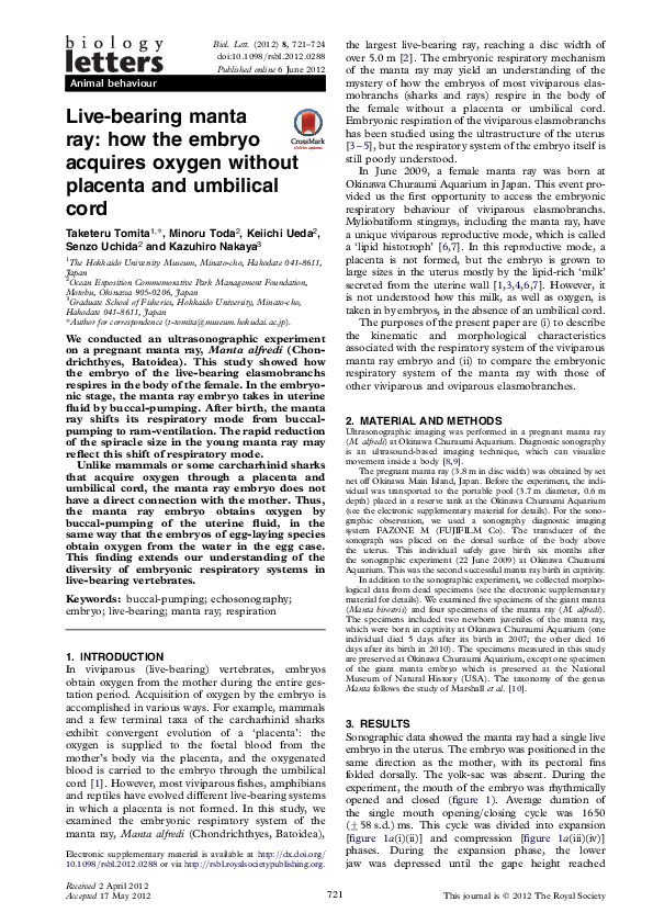 Live-bearing manta ray: how the embryo acquires oxygen without placenta ...