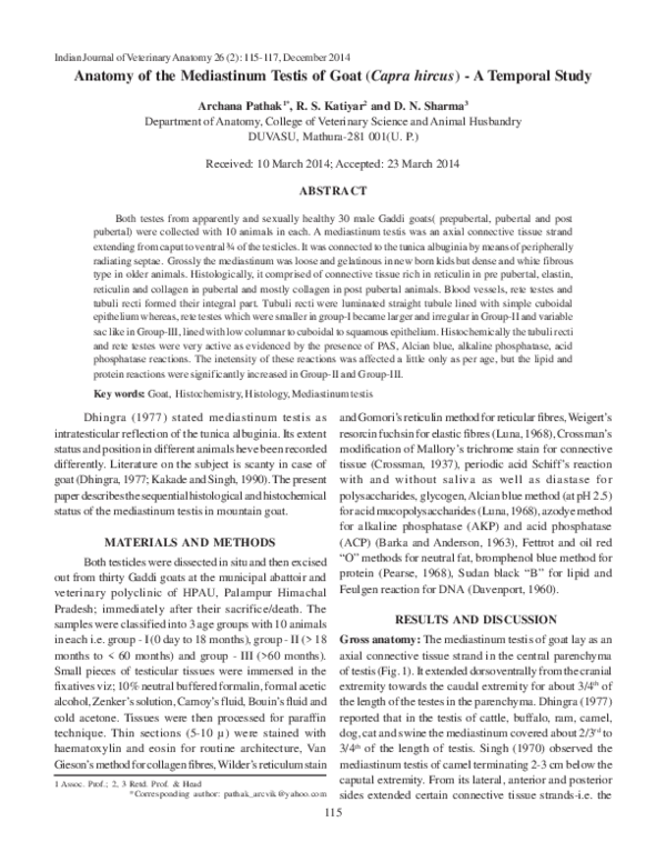 (PDF) Anatomy of the mediastinum testis of goat (Capra hircus) - a ...