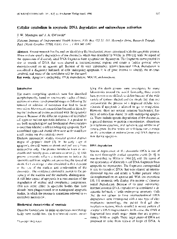 (PDF) Cellular catabolism in apoptosis: DNA degradation and ...