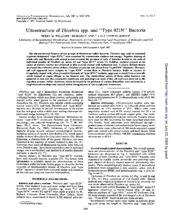(PDF) Ultrastructure of Thiothrix spp. and “Type 021N” Bacteria
