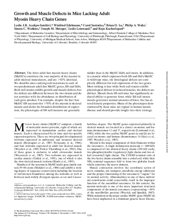 (PDF) Growth and Muscle Defects in Mice Lacking Adult Myosin Heavy ...