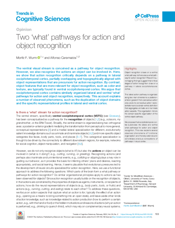 (PDF) Two "what" pathways for action and object recognition