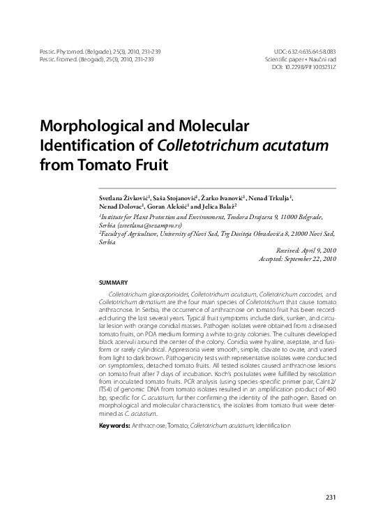 (PDF) Morphological and molecular identification of Colletotrichum ...