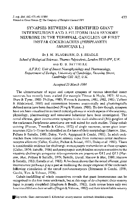 (PDF) Synapses Between an Identified Giant Interneurone and A Filiform ...