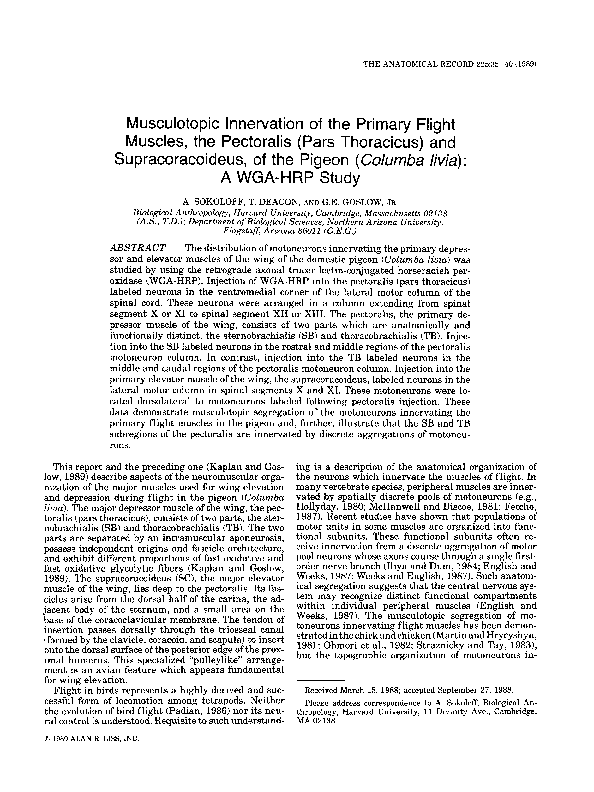 (PDF) Musculotopic innervation of the primary flight muscles, the ...