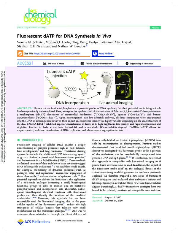 (PDF) Fluorescent dATP for DNA Synthesis In Vivo