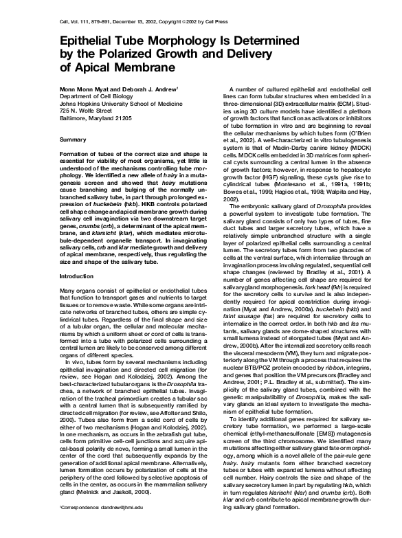 (PDF) Epithelial Tube Morphology Is Determined by the Polarized Growth ...