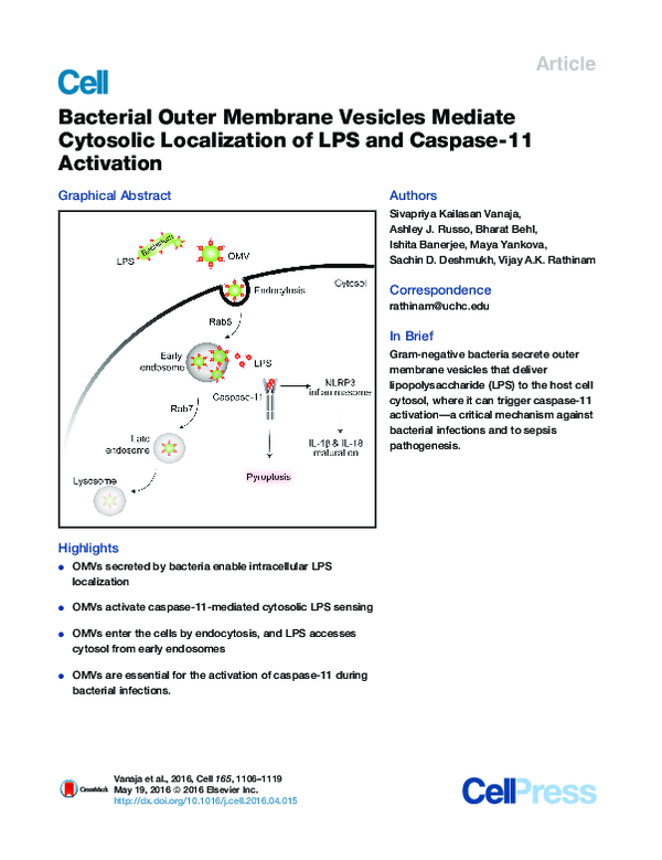 (PDF) Bacterial Outer Membrane Vesicles Mediate Cytosolic Localization ...
