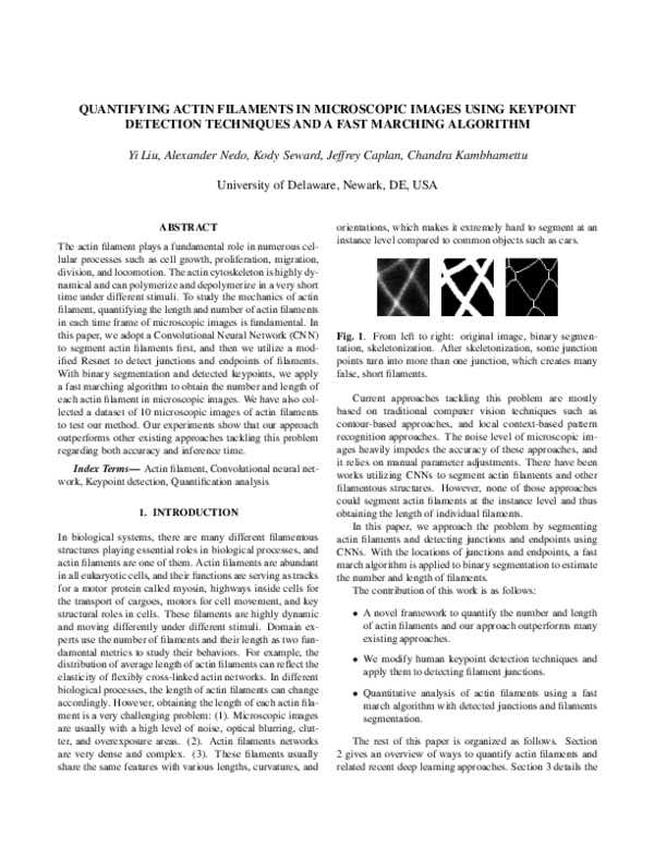 Pdf Quantifying Actin Filaments In Microscopic Images Using Keypoint Detection Techniques And
